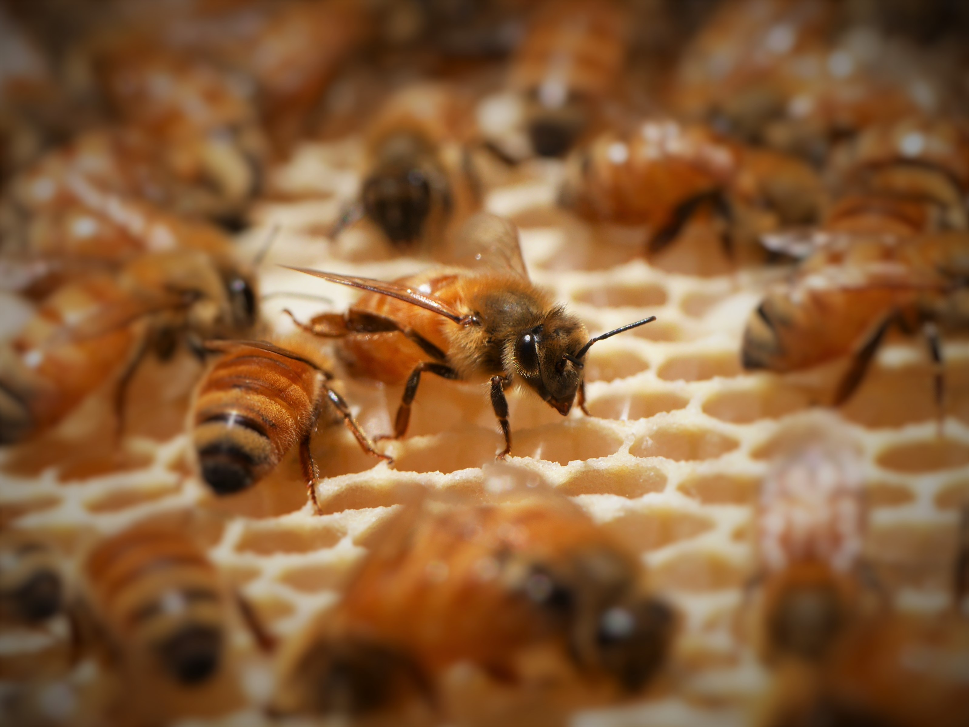 Extra – FB Bees – Apiculture New Zealand