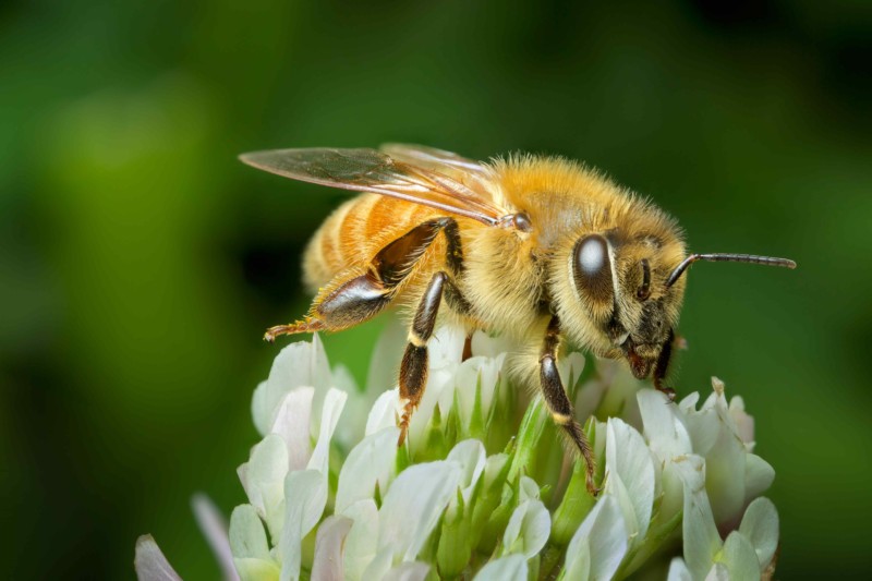 NZ Honey – Apiculture New Zealand