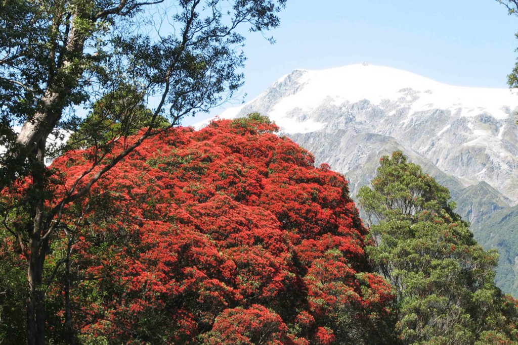 Rata-tree – Apiculture New Zealand