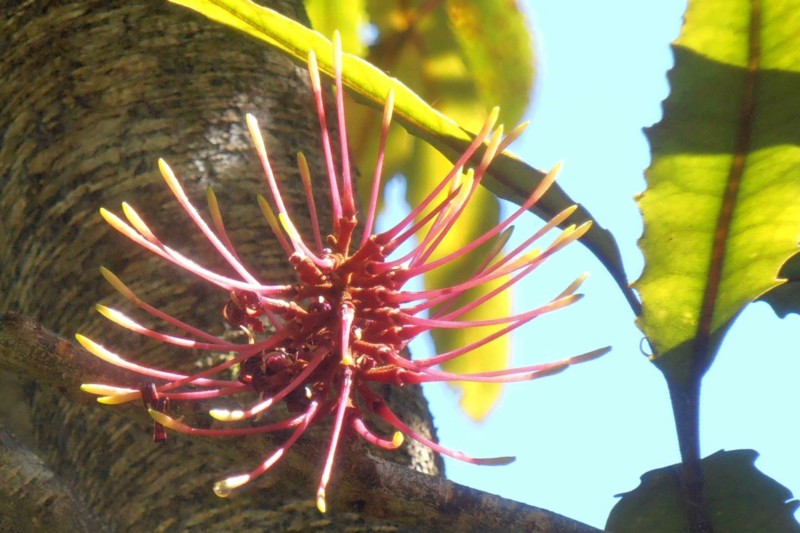 NZ Honey – Apiculture New Zealand