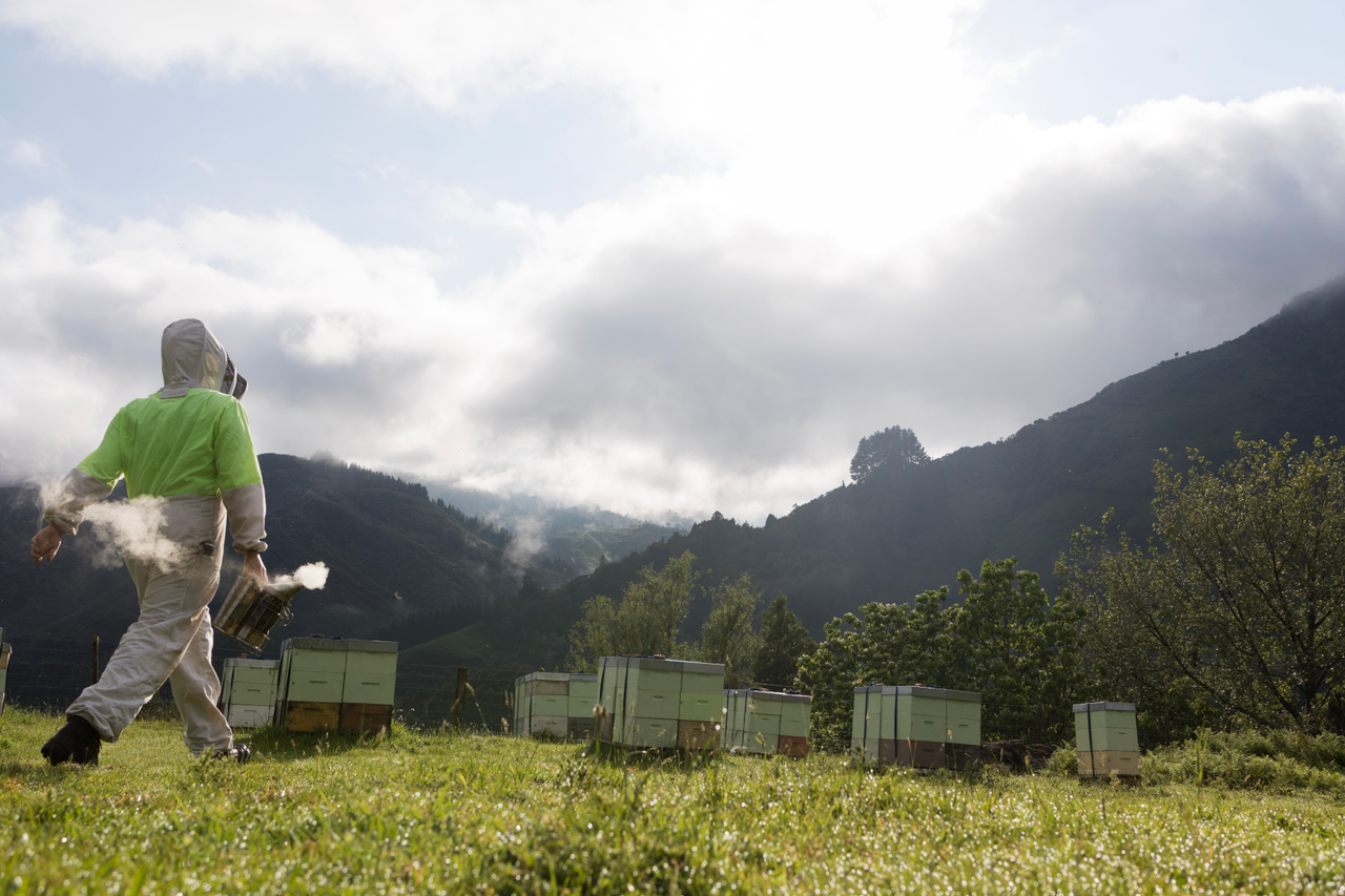 web NZ Honey Story beekeeper walking with hives – Apiculture New Zealand