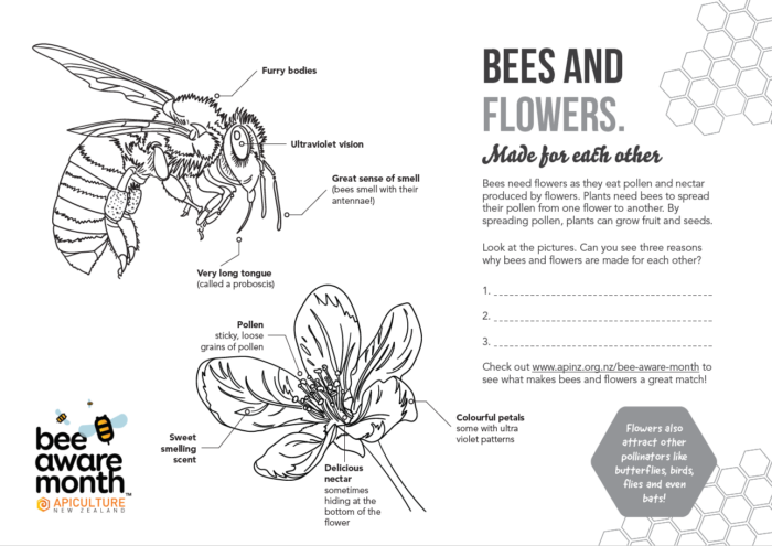 Bee Aware Month – Apiculture New Zealand