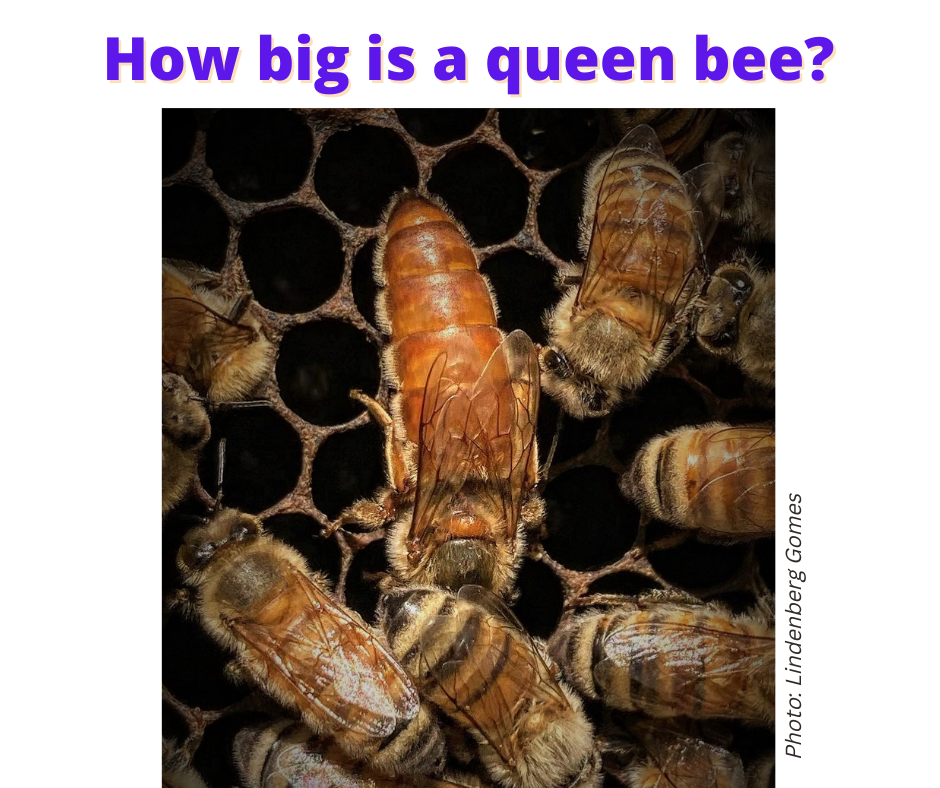 Bee questions answered – Apiculture New Zealand