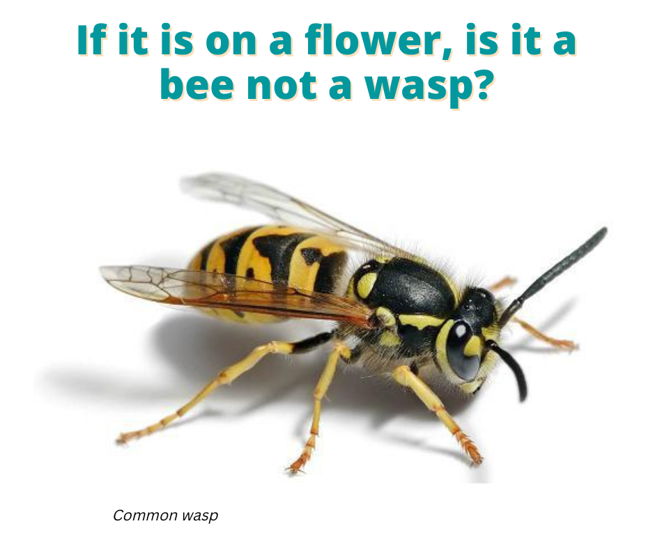 Bee questions answered – Apiculture New Zealand