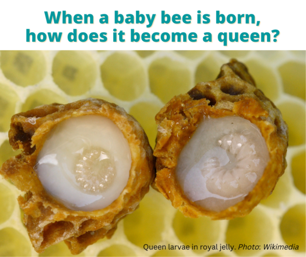 Bee questions answered – Apiculture New Zealand