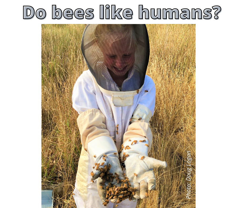 Bee questions answered – Apiculture New Zealand