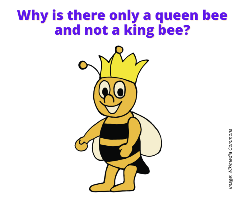 Bee questions answered – Apiculture New Zealand