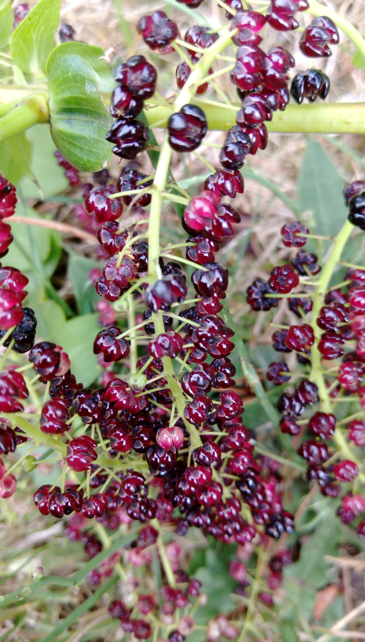 Tutin – Apiculture New Zealand