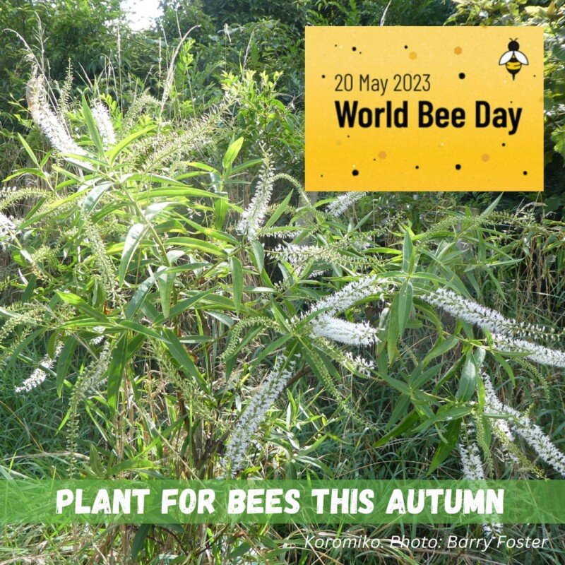 News – Apiculture New Zealand