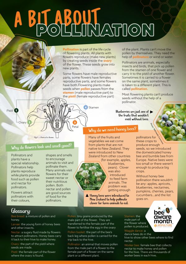 Bee Aware Month Resources – Apiculture New Zealand