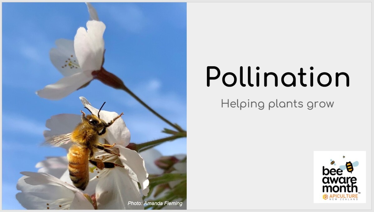 Bee Aware Month Resources – Apiculture New Zealand